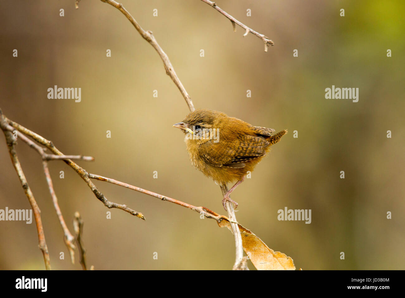 House Wren Troglodytes aedon cahooni Huachuca Mountains, Cochise County ...