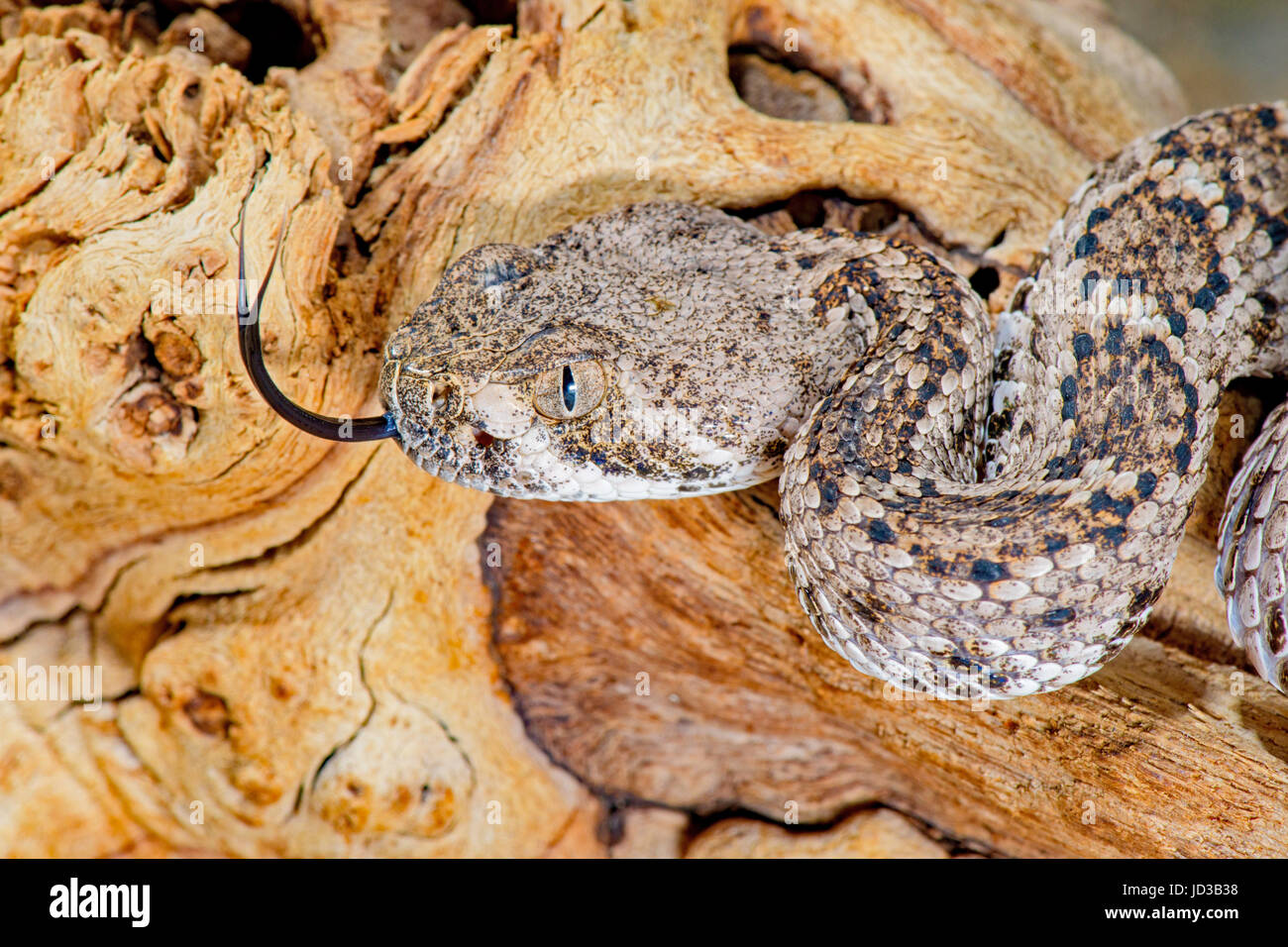 Diamondback rattlesnake fang hi-res stock photography and images - Alamy