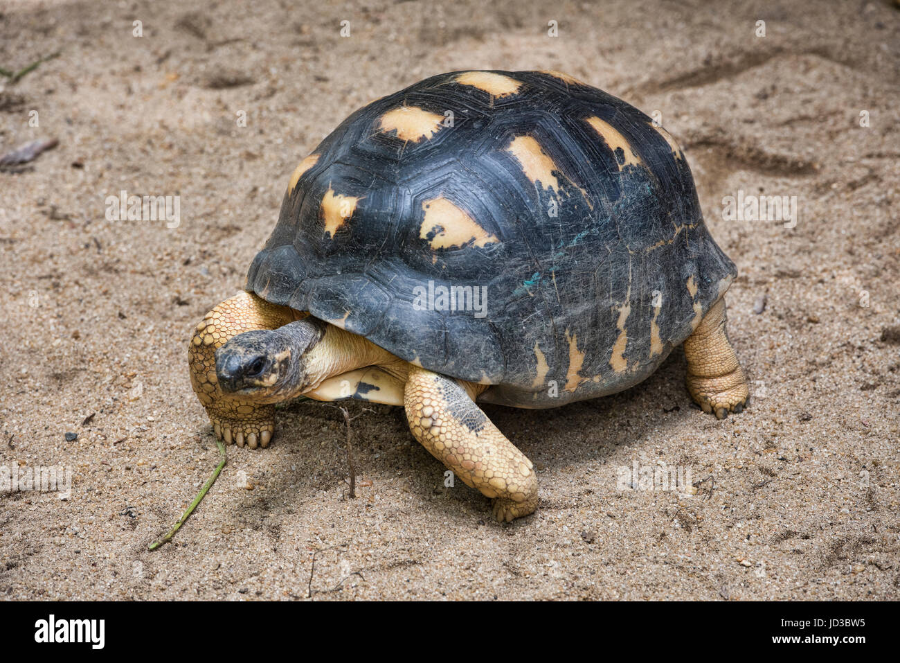 Radiated tortoise (Astrochelys radiata), Belo Sur Mer, Madagascar Stock ...