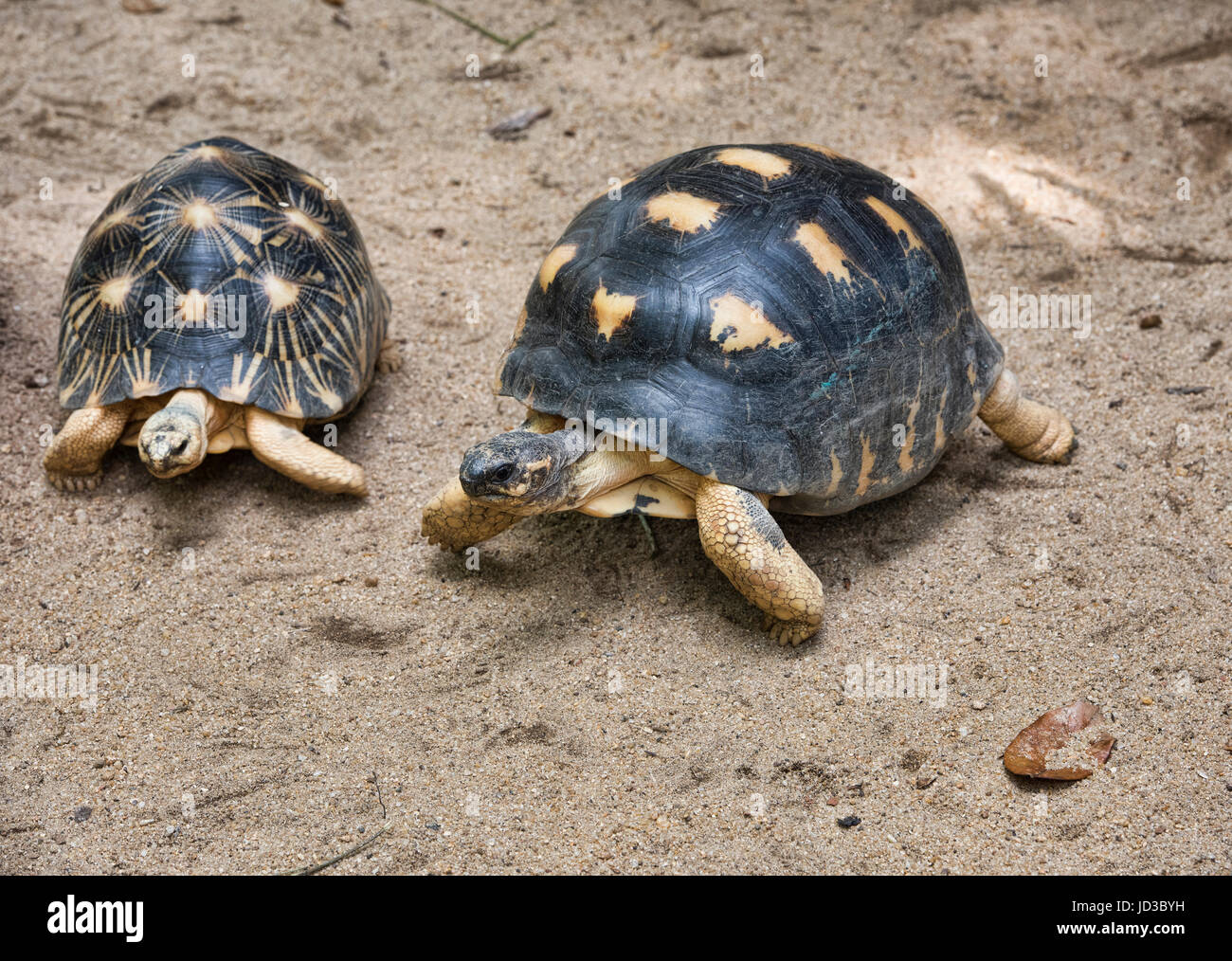 Radiated tortoise (Astrochelys radiata), Belo Sur Mer, Madagascar Stock ...