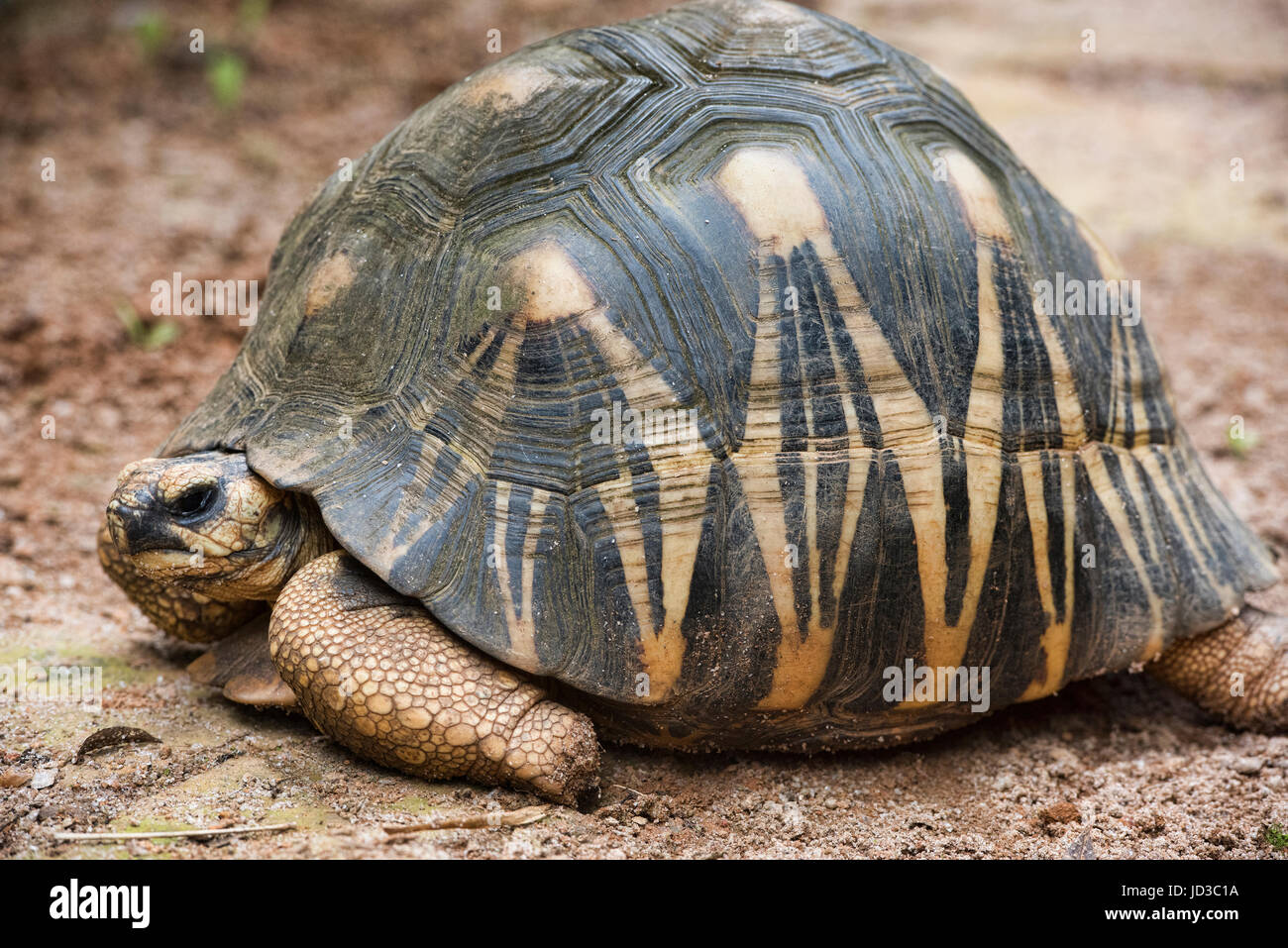 Tortoise tracks hi-res stock photography and images - Alamy