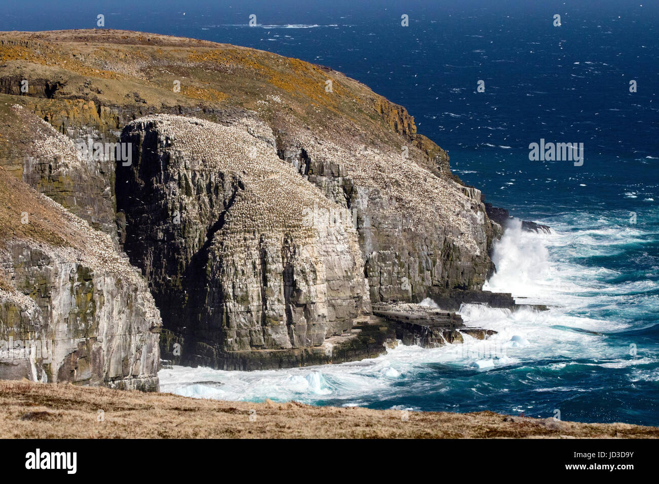 Rugged Coastal Landscape at Cape St. Mary's Ecological Reserve, Cape St ...