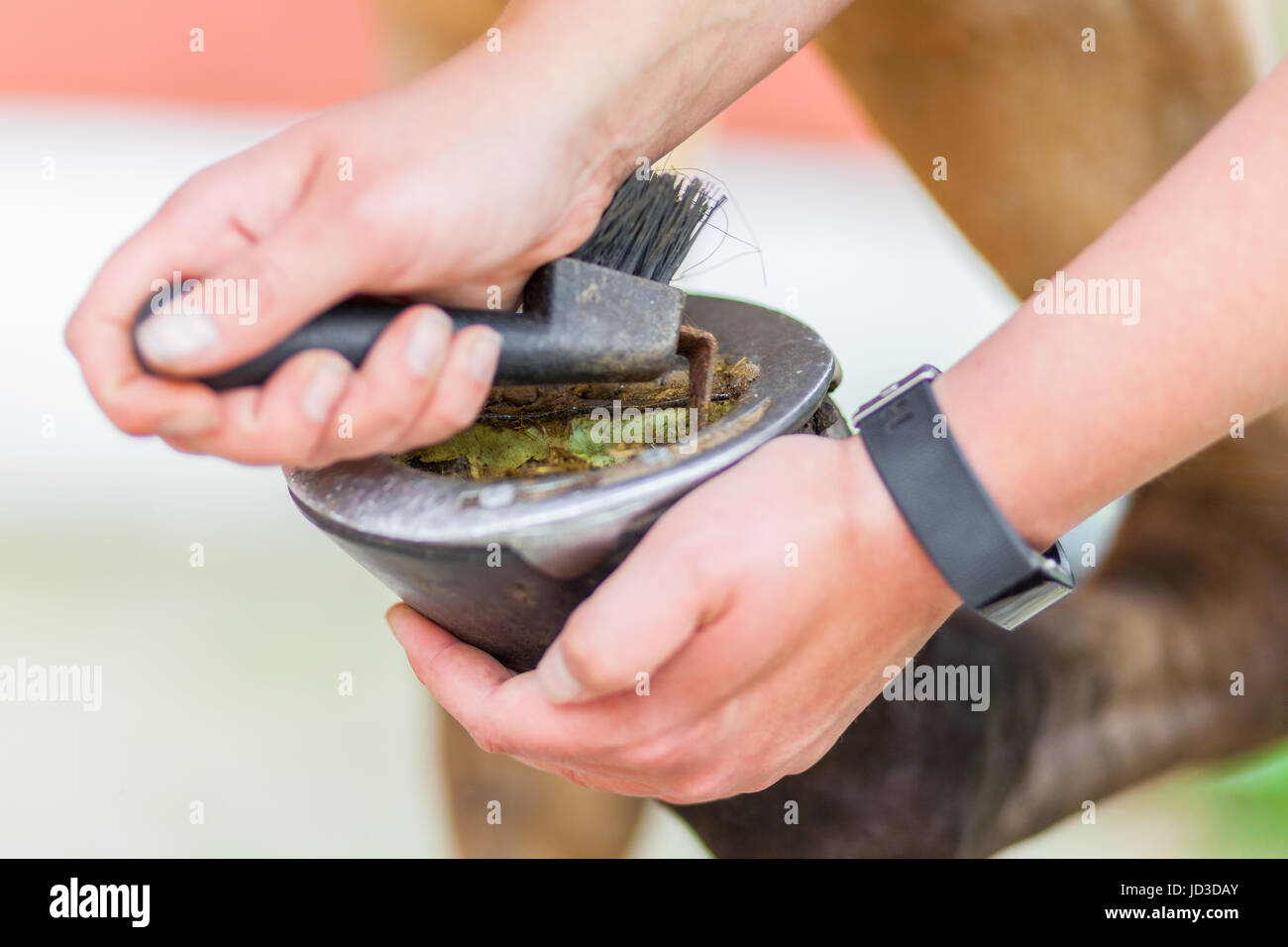 Horse resting hind leg hi-res stock photography and images - Alamy