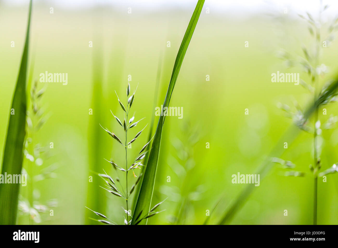 fresh green gras background Stock Photo - Alamy