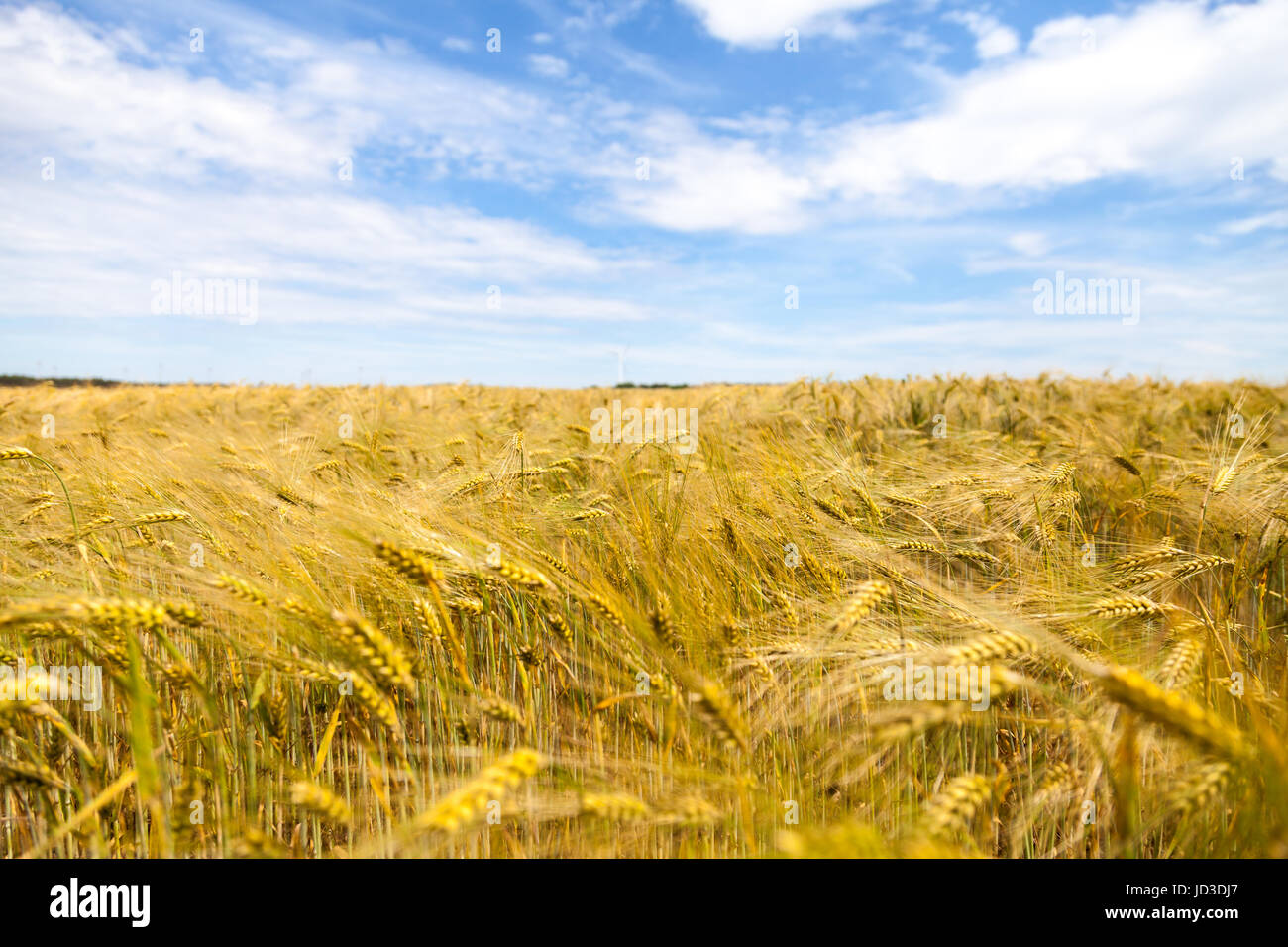 golden corn field Stock Photo - Alamy