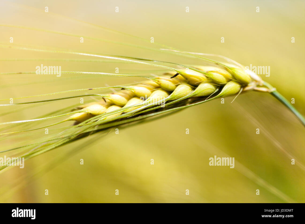 Beautiful corn hi-res stock photography and images - Alamy