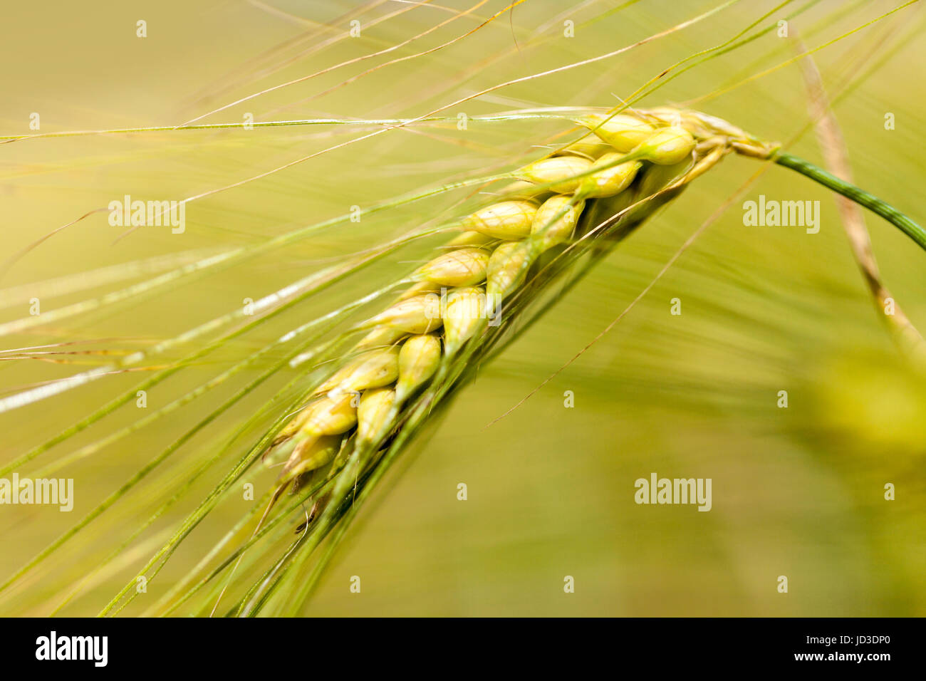 golden corn field Stock Photo - Alamy