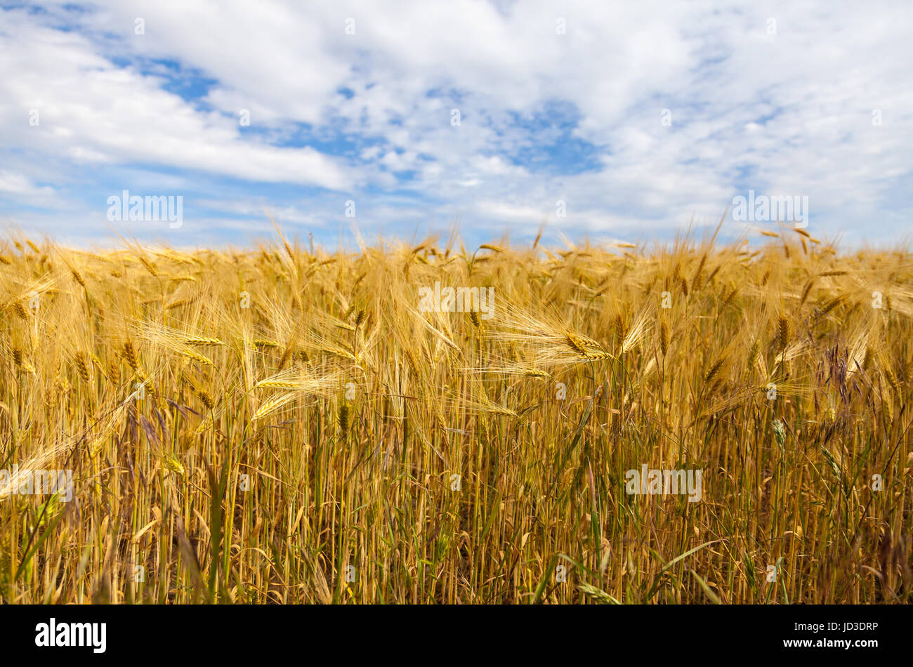 Beautiful corn hi-res stock photography and images - Alamy