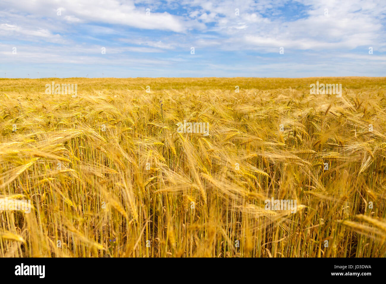 golden corn field Stock Photo - Alamy