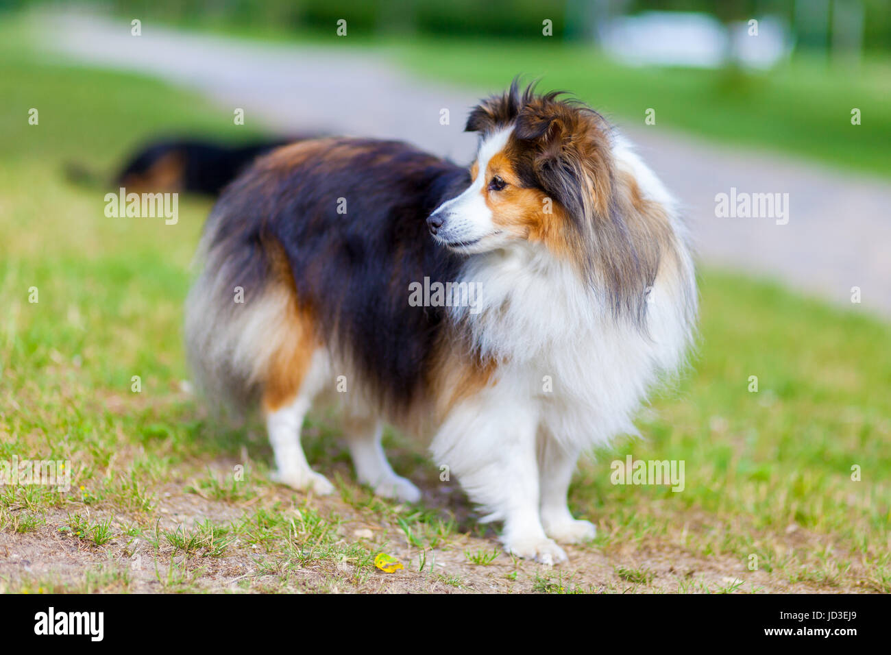 Shetland Sheepdog looks to the side Stock Photo - Alamy