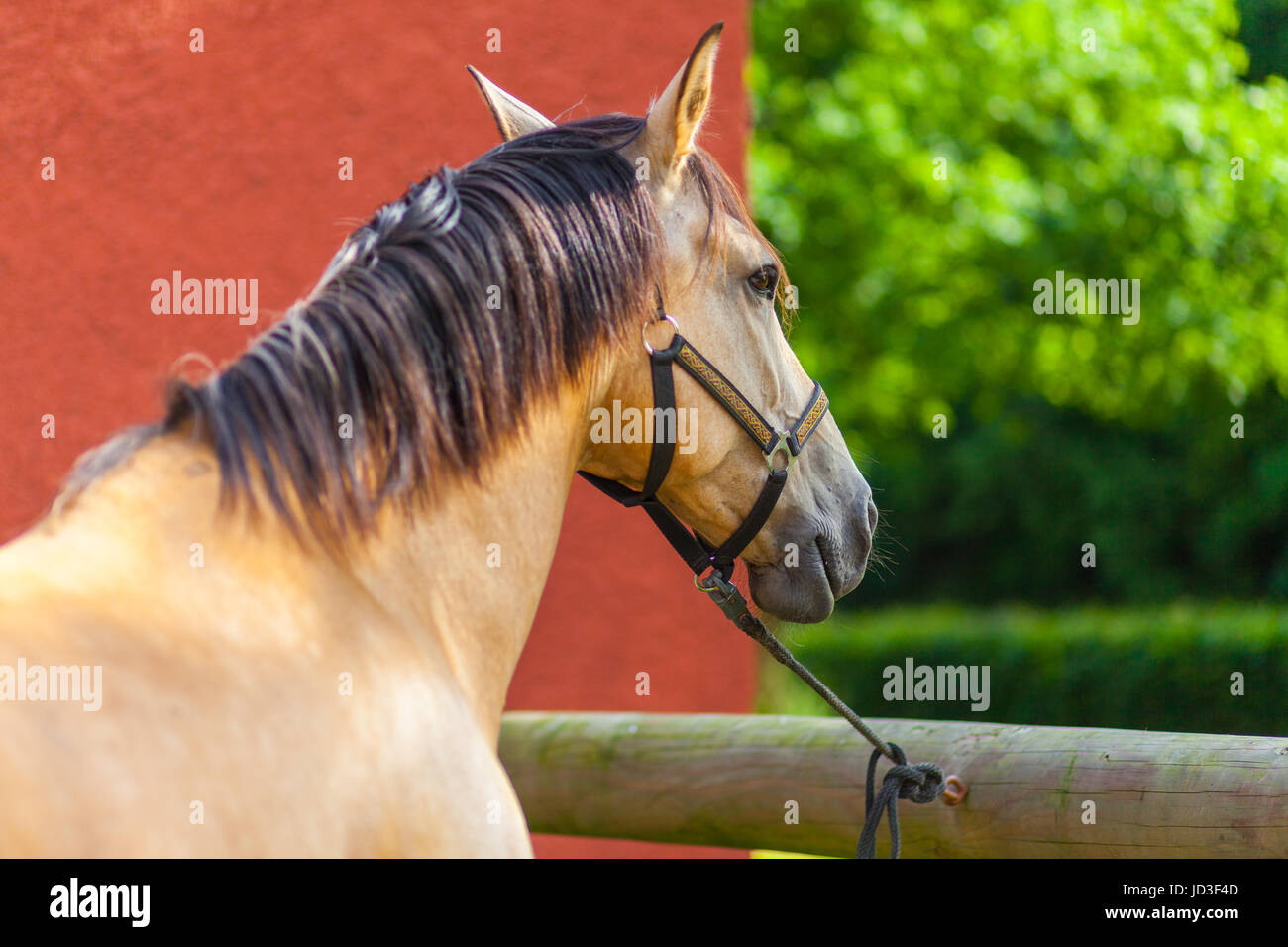 portrait of a brown horse Stock Photo - Alamy