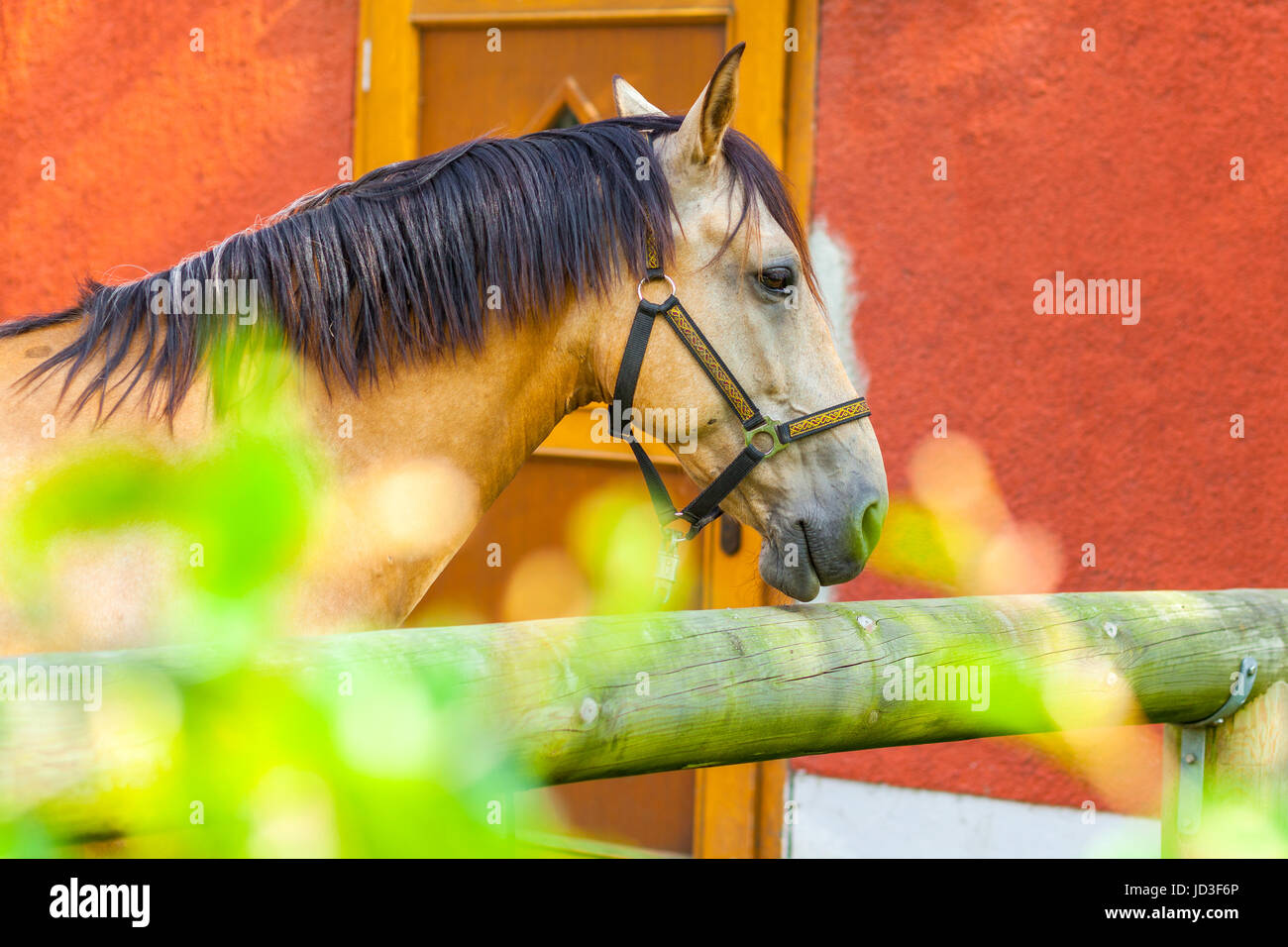 portrait of a brown horse Stock Photo - Alamy