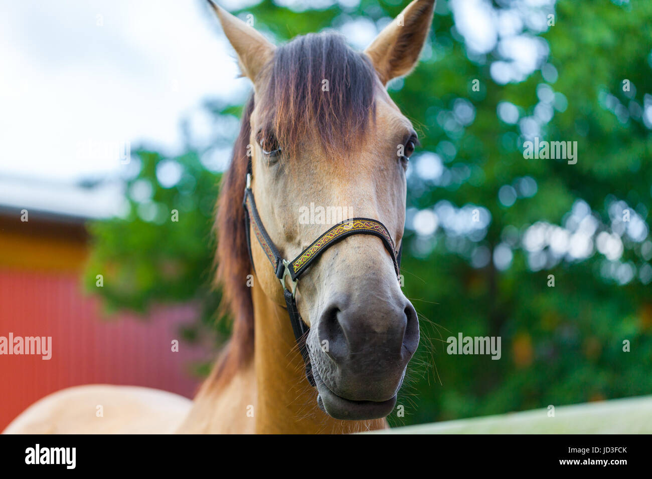 portrait of a brown horse Stock Photo - Alamy