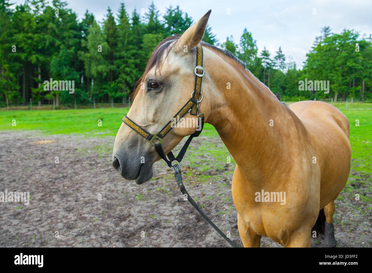 portrait of a brown horse Stock Photo - Alamy