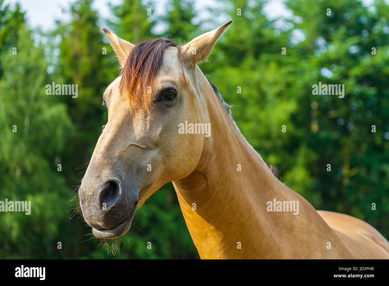 portrait of a brown horse Stock Photo - Alamy