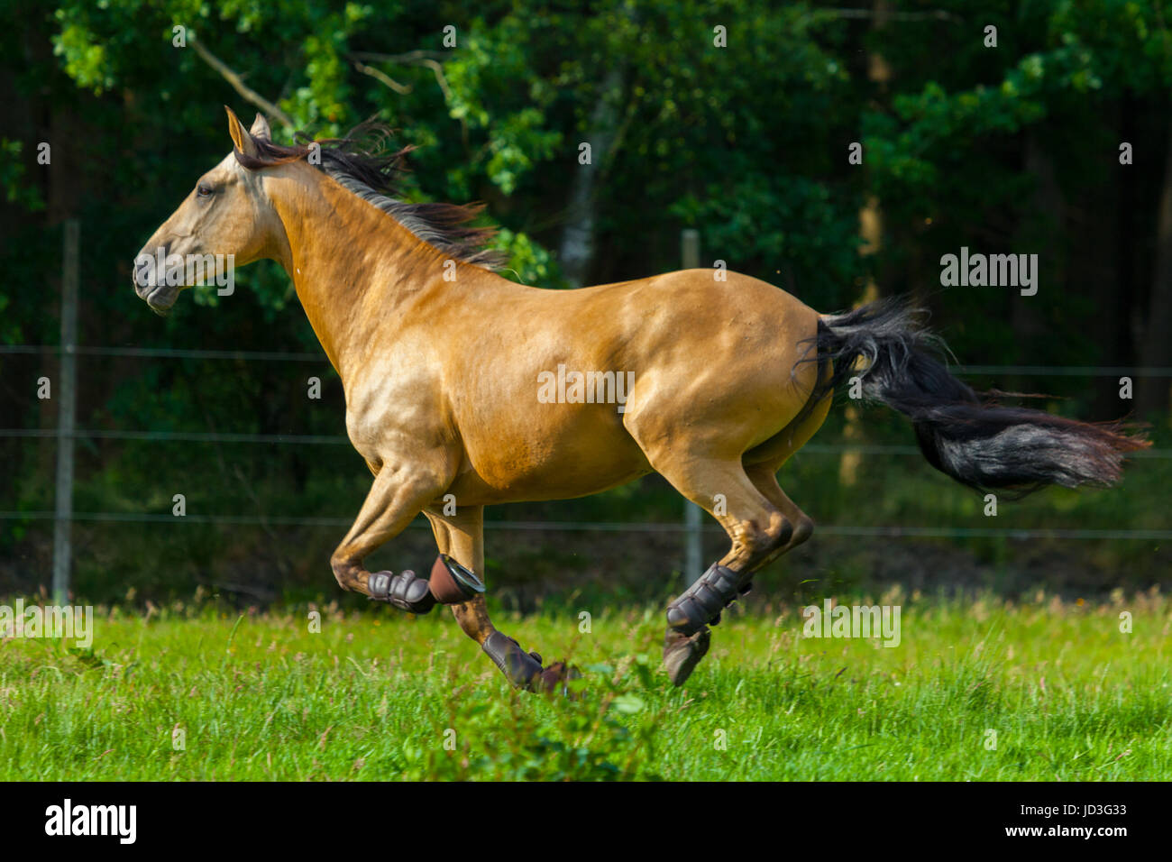 Horse Running Fast