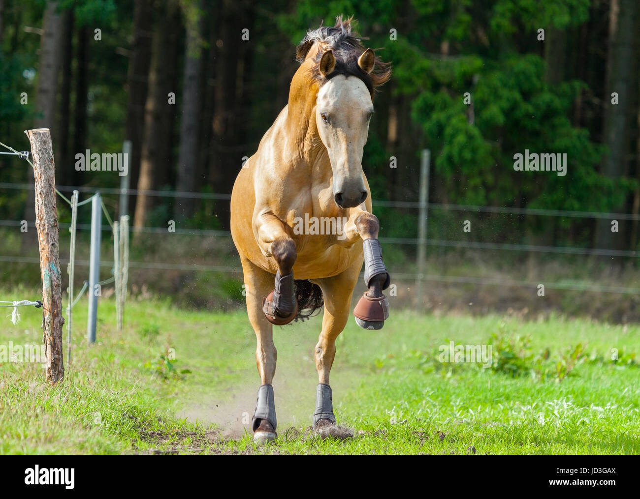 wild horse on a sandy track Stock Photo - Alamy