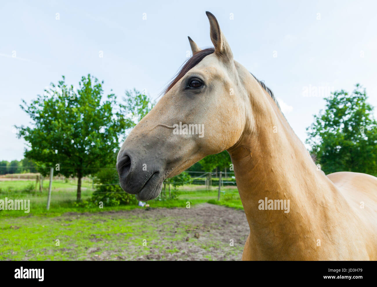 portrait of a brown horse Stock Photo - Alamy