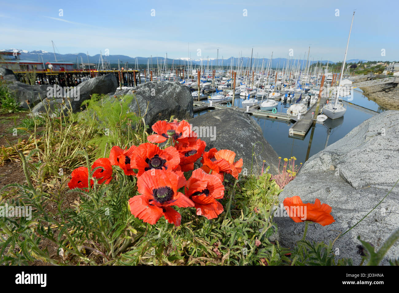 Comox valley hi-res stock photography and images - Alamy
