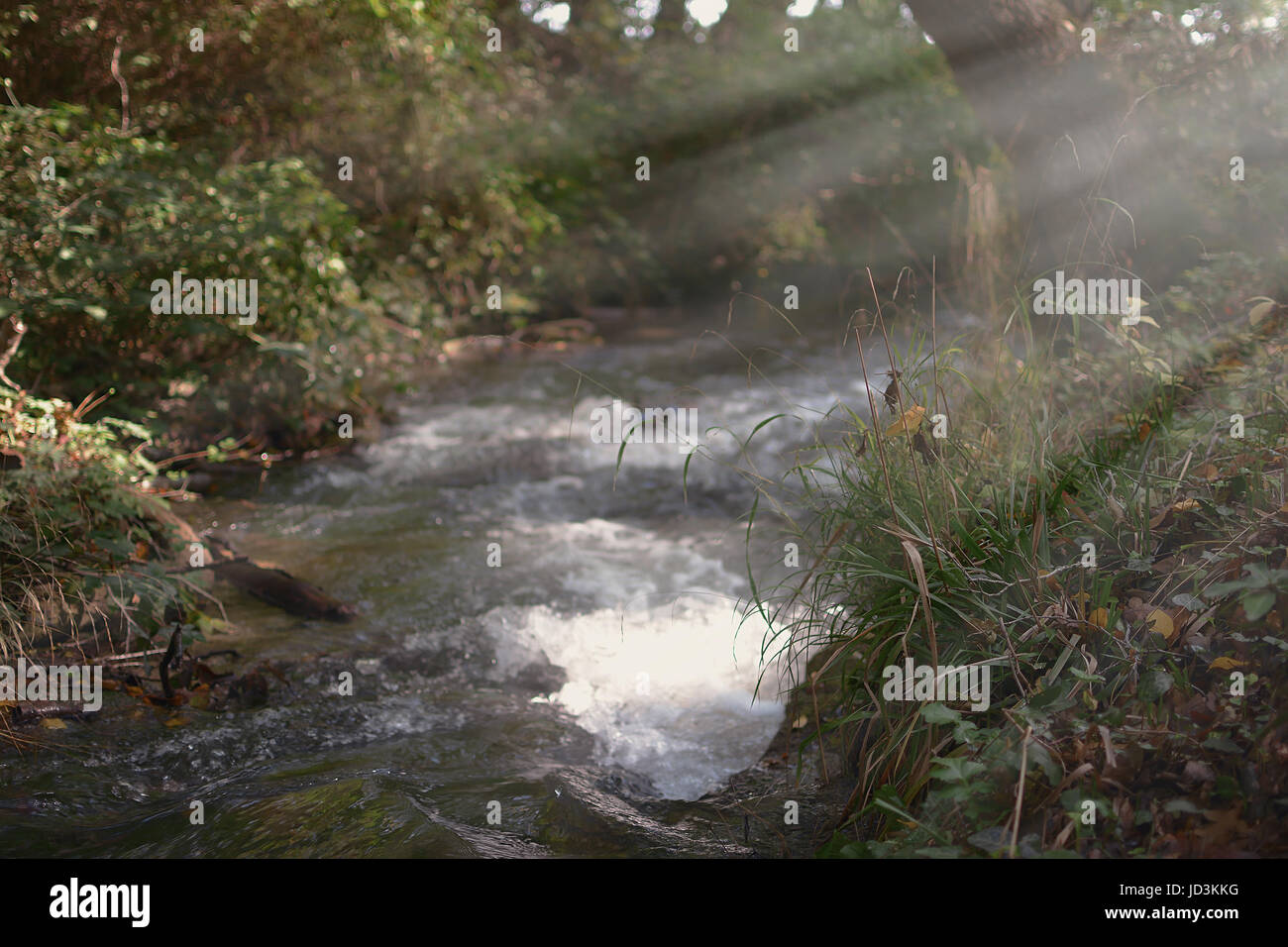 Cedar beams hi-res stock photography and images - Alamy