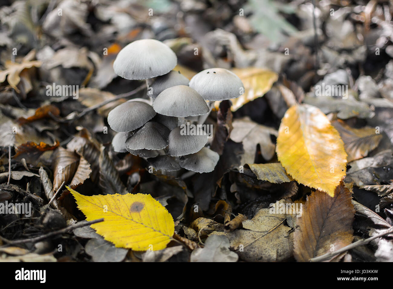 Mushroom in forest Stock Photo - Alamy