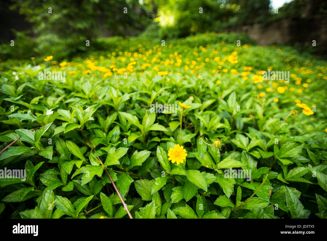 Flower Native To India High Resolution Stock Photography and Images - Alamy