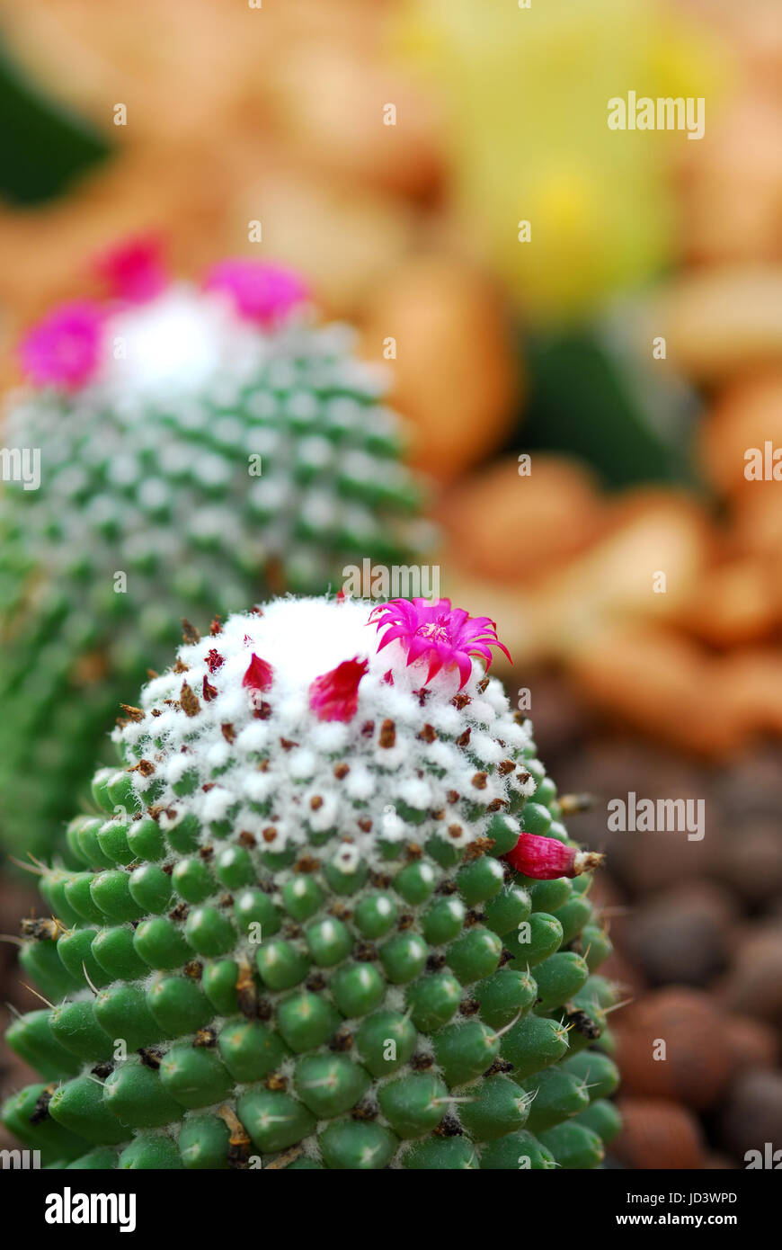 colorful cactus, close up image of rows of cute colorful miniature ...