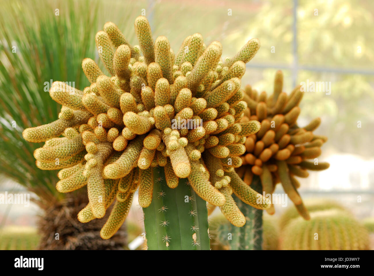 colorful cactus, close up image of rows of cute colorful miniature ...