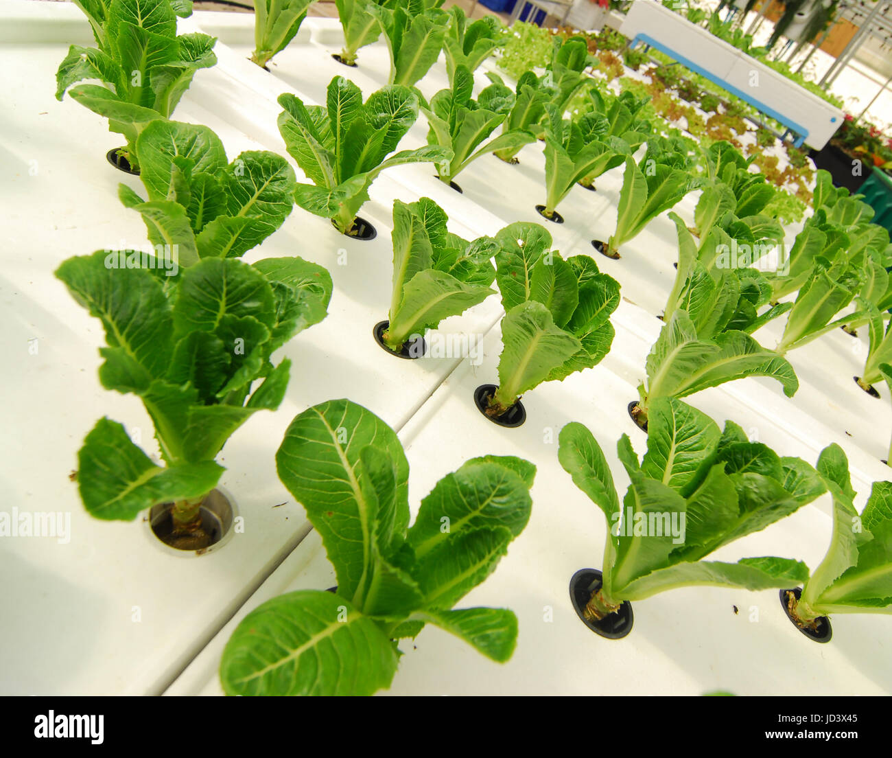 Hydroponic organic vegetable plots cultivation farm Stock Photo - Alamy
