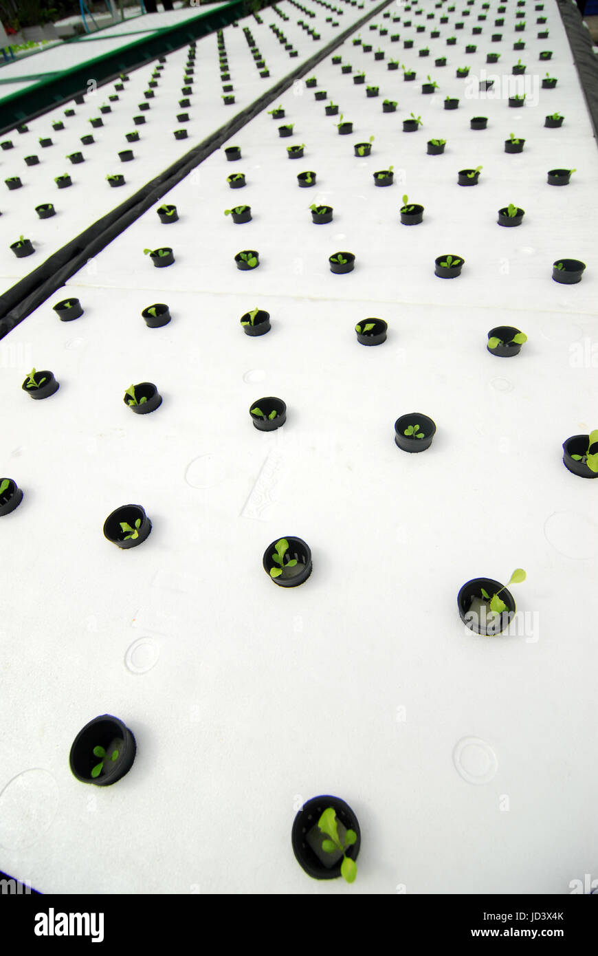 Hydroponic organic vegetable plots cultivation farm Stock Photo - Alamy