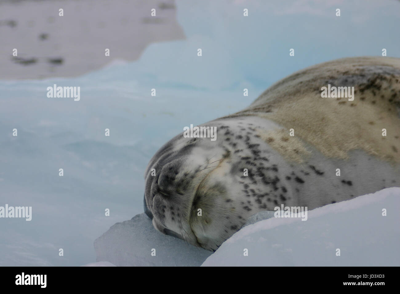 Leopard seal on ice floe in Antarctica Stock Photo - Alamy