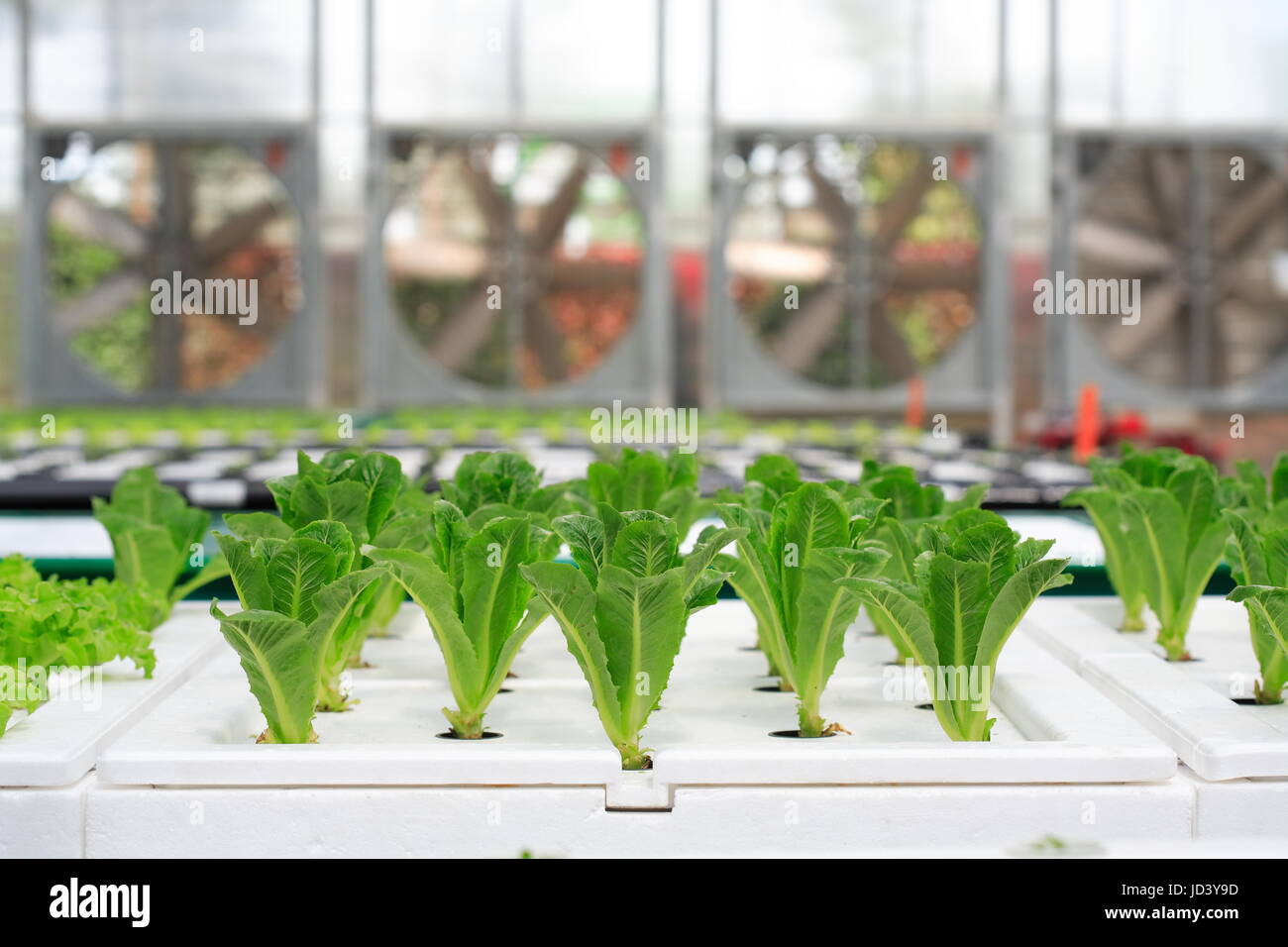 Hydroponic organic vegetable plots cultivation farm Stock Photo - Alamy