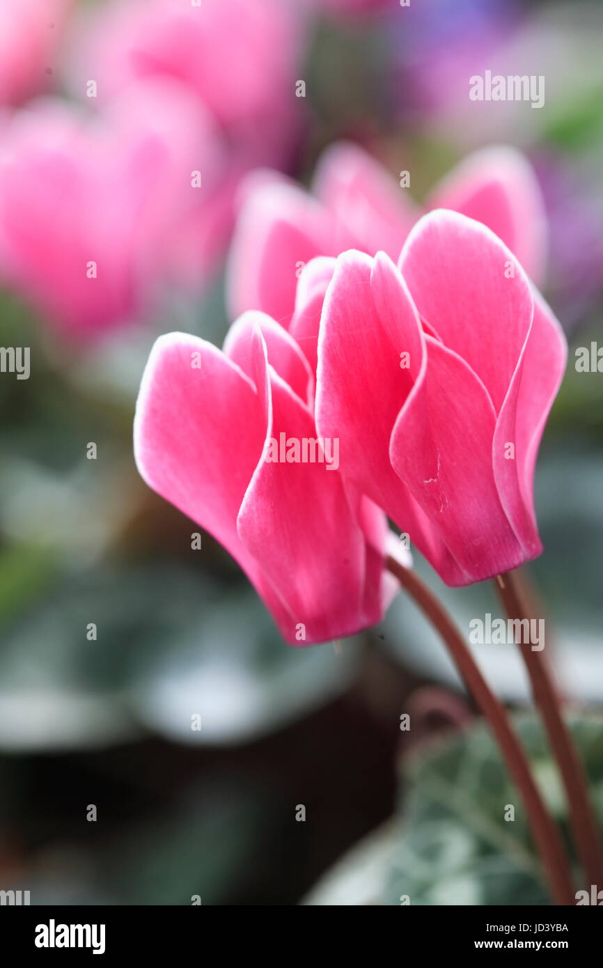 Flower in The ROYAL FLORA RATCHAPHRUEK International Horticulture ...