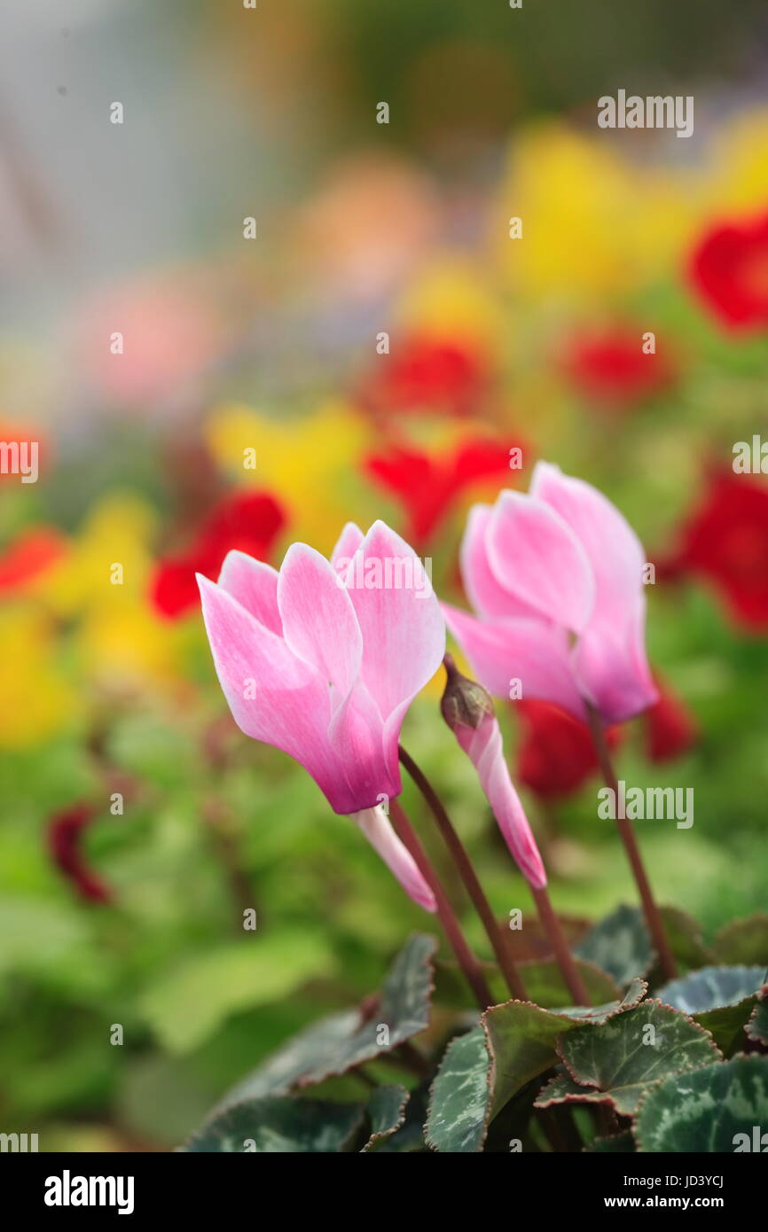 Flower in The ROYAL FLORA RATCHAPHRUEK International Horticulture ...