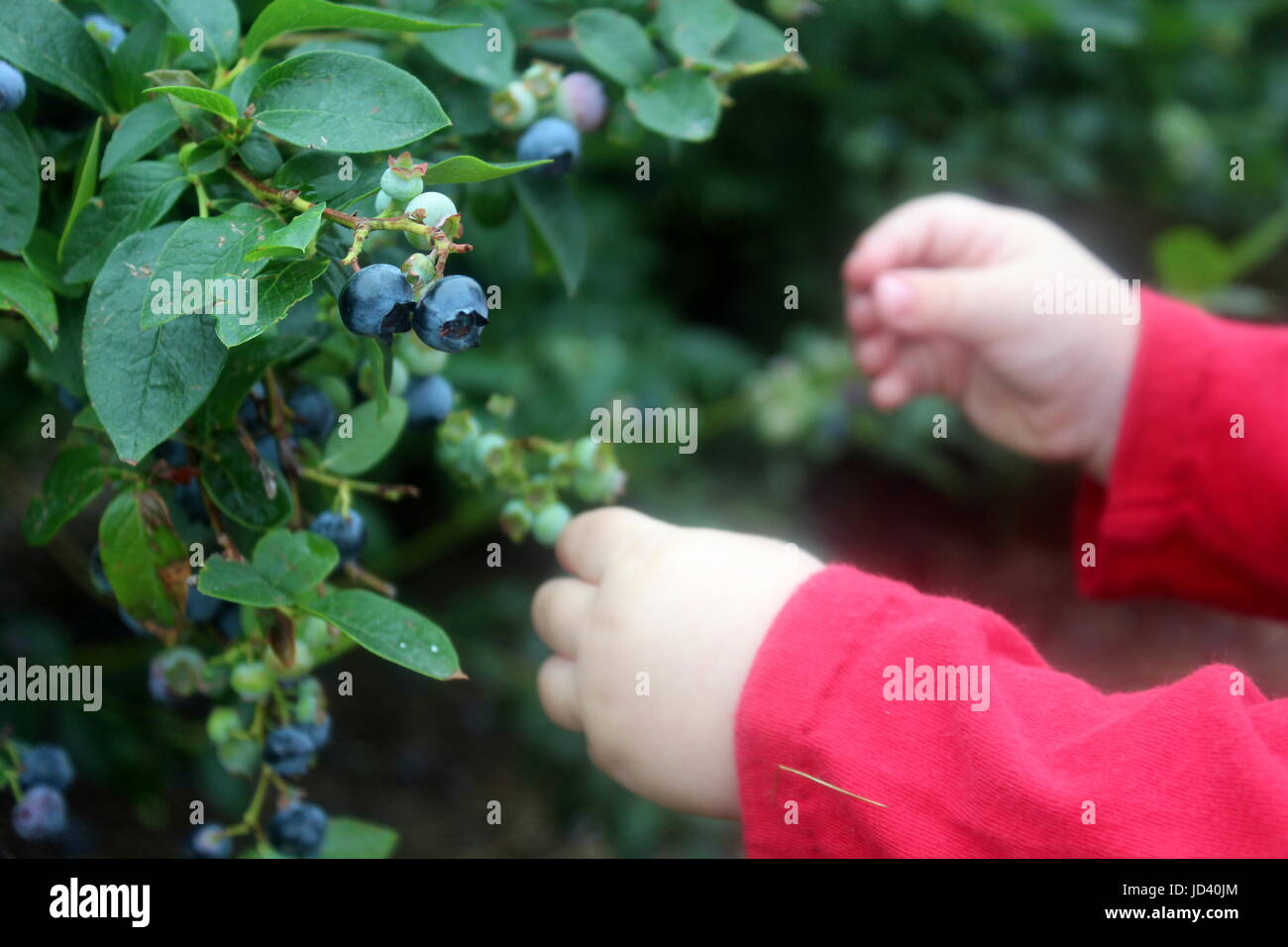 Baby picking bluberries hi-res stock photography and images - Alamy