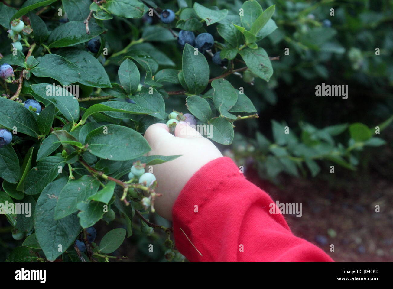 Baby picking bluberries hi-res stock photography and images - Alamy
