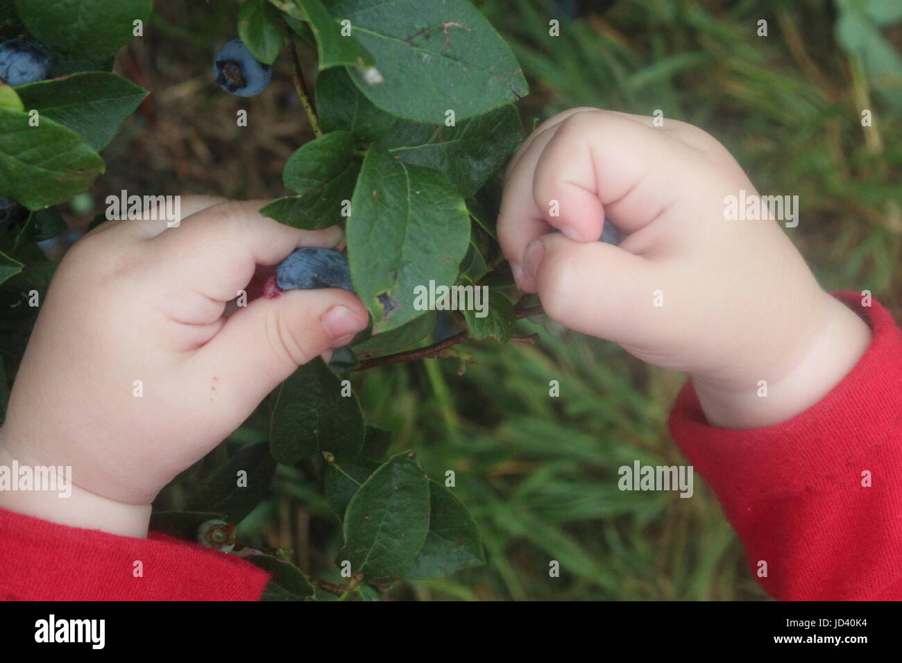 Little Picker High Resolution Stock Photography and Images - Alamy
