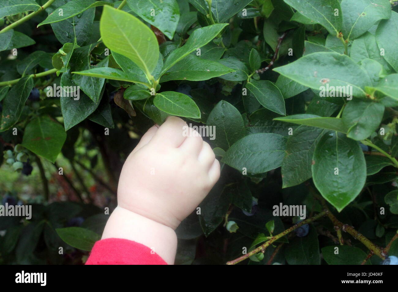 Little picker hi-res stock photography and images - Alamy