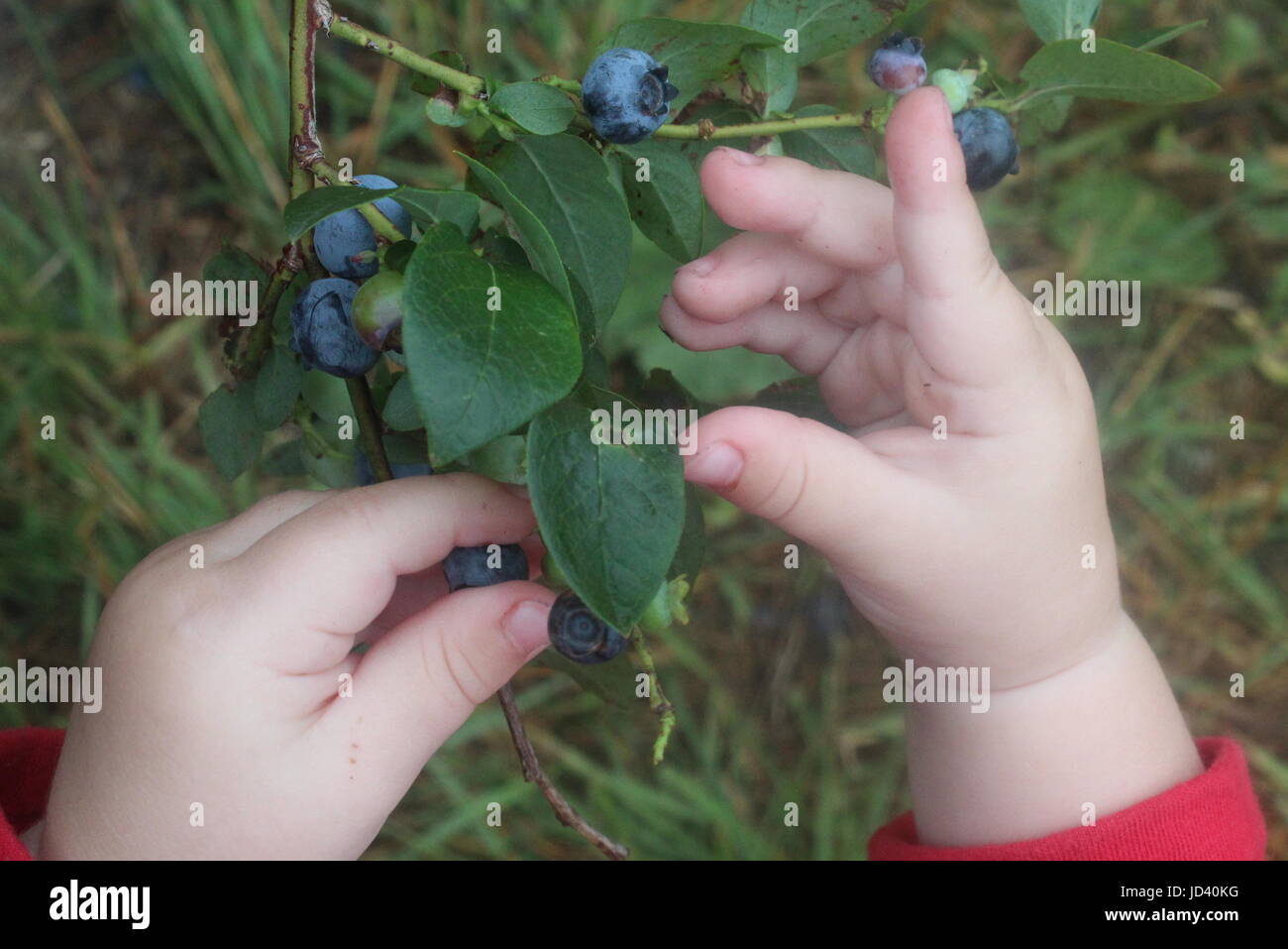 Little Picker High Resolution Stock Photography and Images - Alamy
