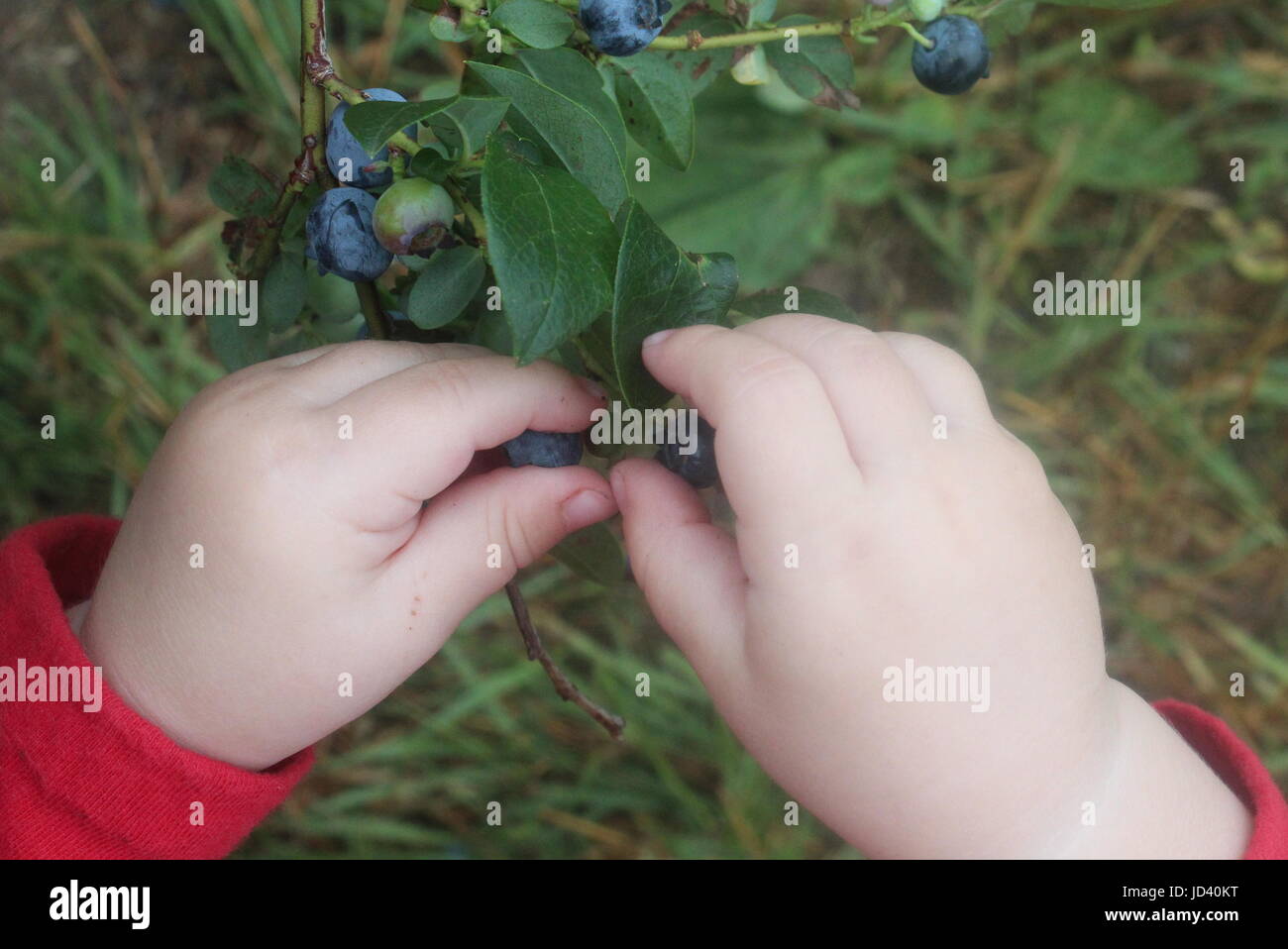 Little picker hi-res stock photography and images - Alamy