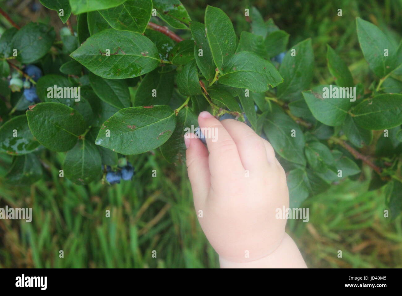 Baby picking bluberries hi-res stock photography and images - Alamy