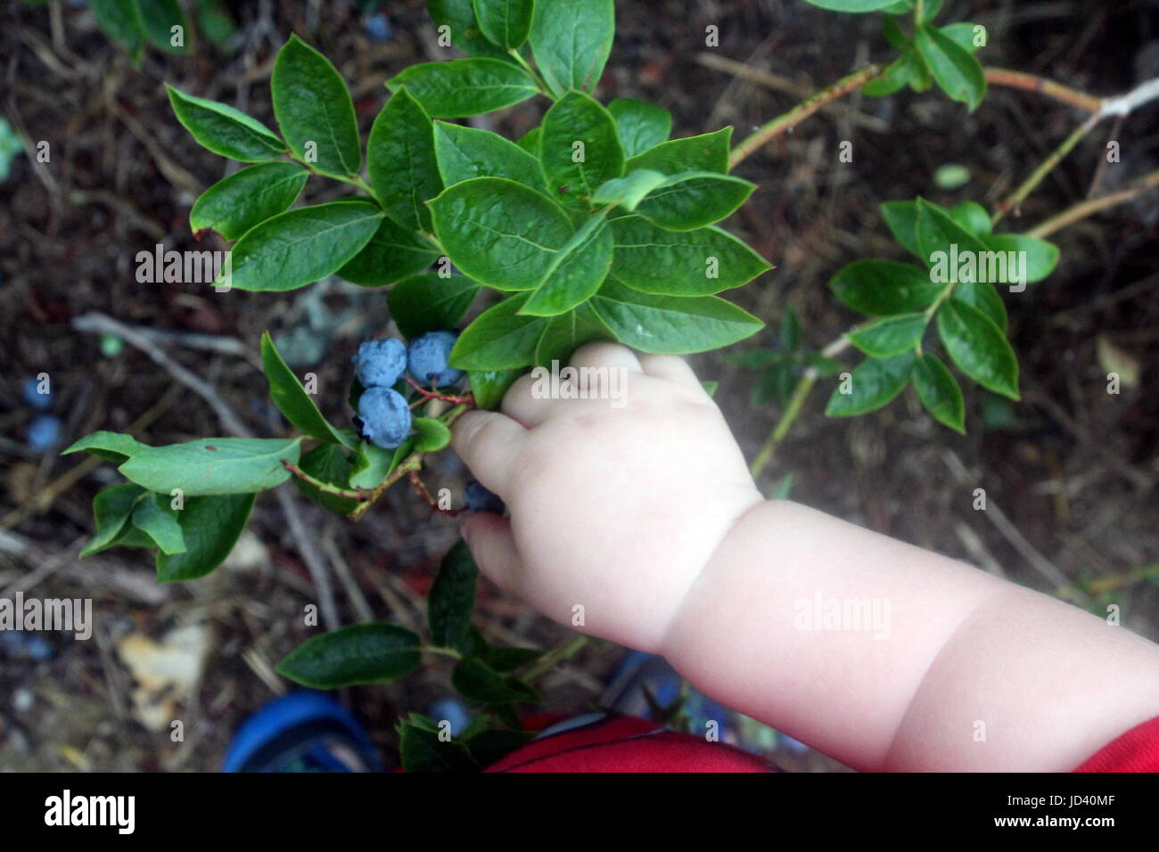 Little picker hi-res stock photography and images - Alamy