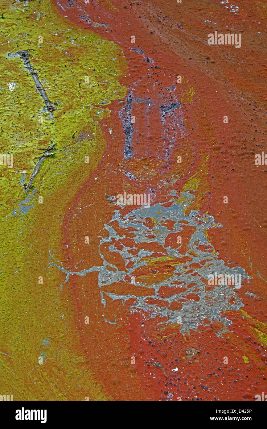 Pond scum, possibly the unicellular protist Euglena, changes color ...
