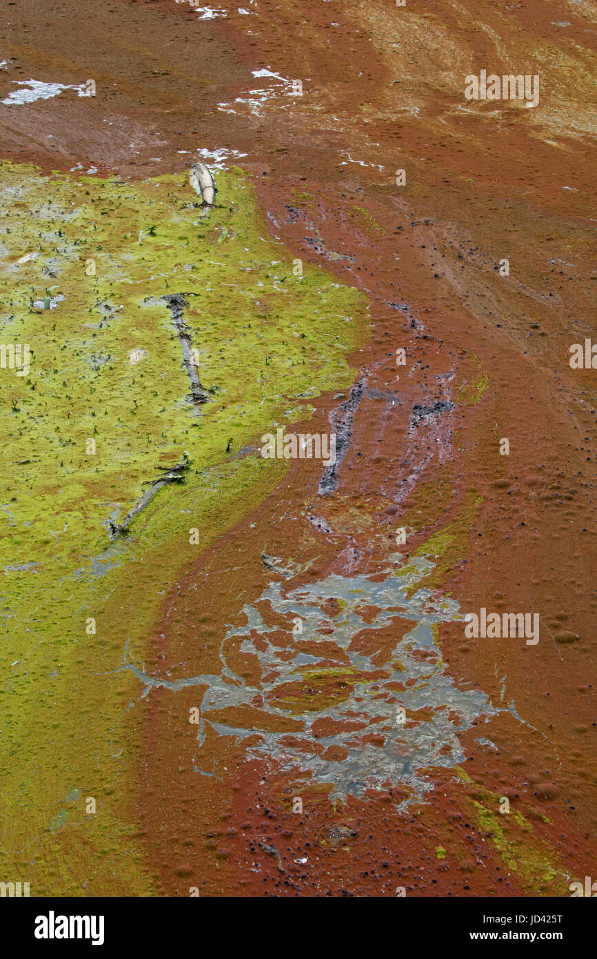 Pond scum, possibly the unicellular protist Euglena, changes color ...