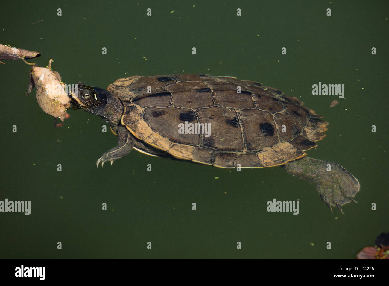 Map Of Turtle Lake High Resolution Stock Photography and Images - Alamy