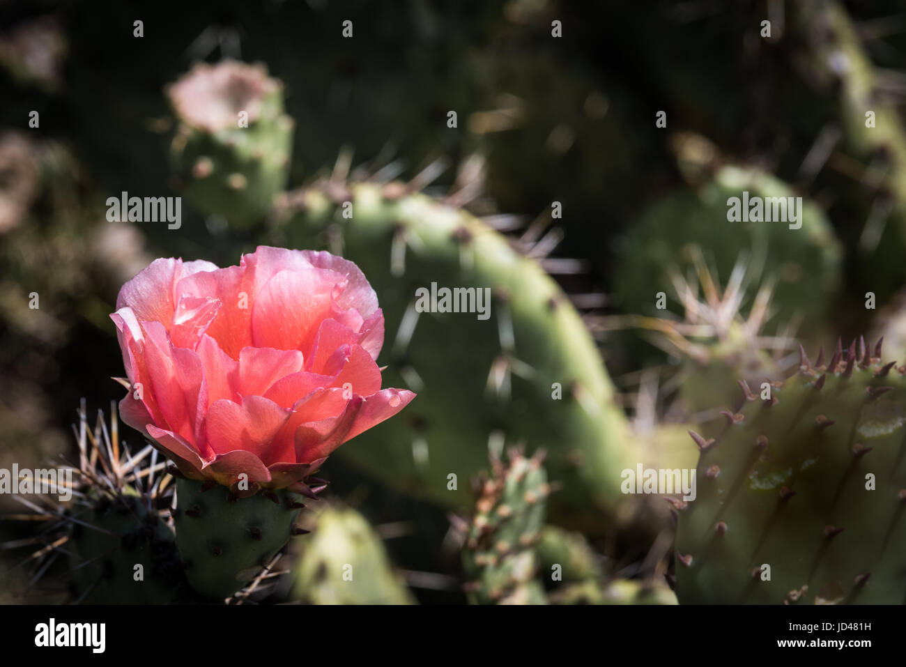 Pink flower field photograph hi-res stock photography and images - Alamy