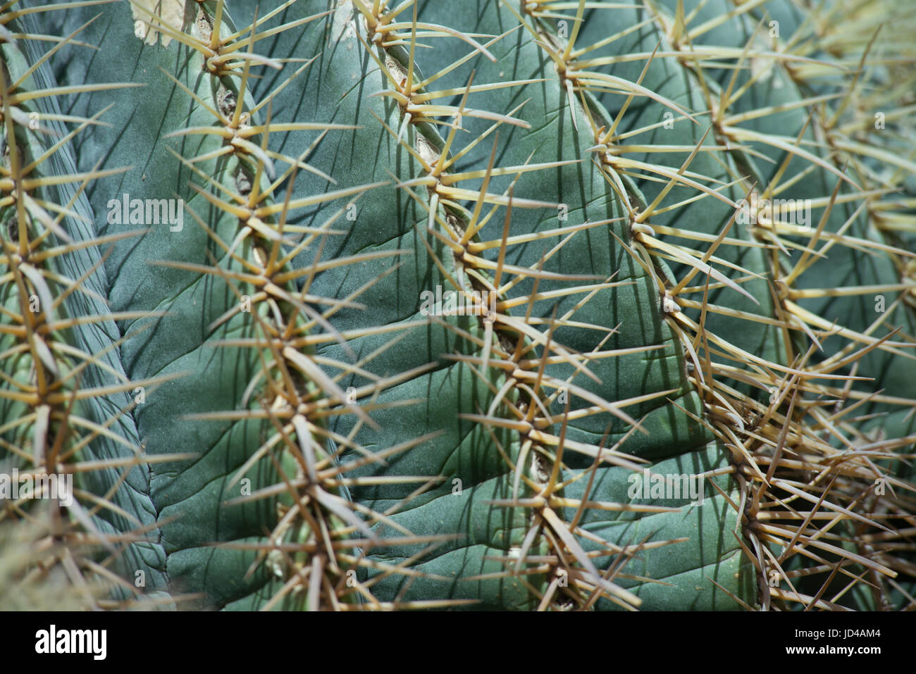 Clusters of spines hi-res stock photography and images - Alamy