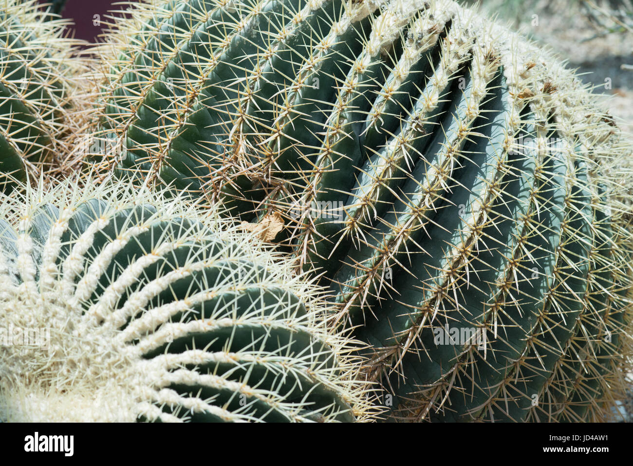 Close up of globe-shaped barrel cactus Stock Photo - Alamy