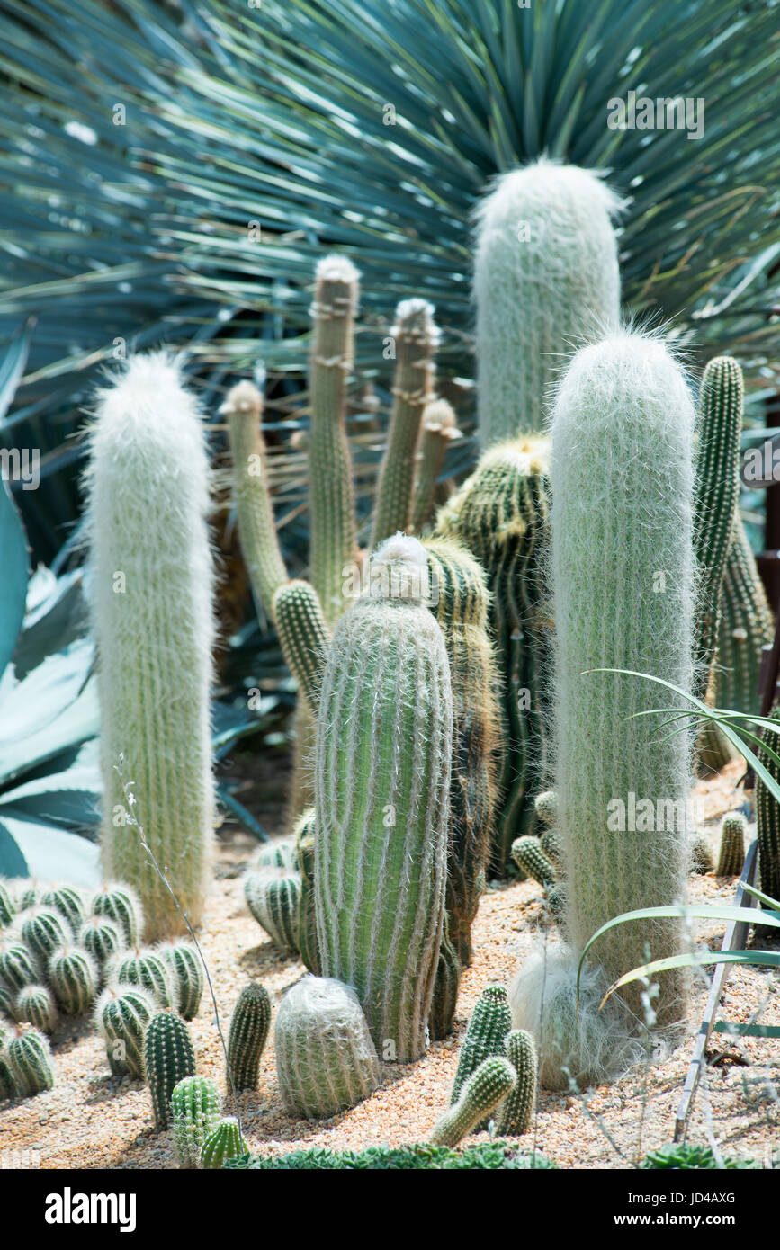 Various kinds of cactus Stock Photo - Alamy