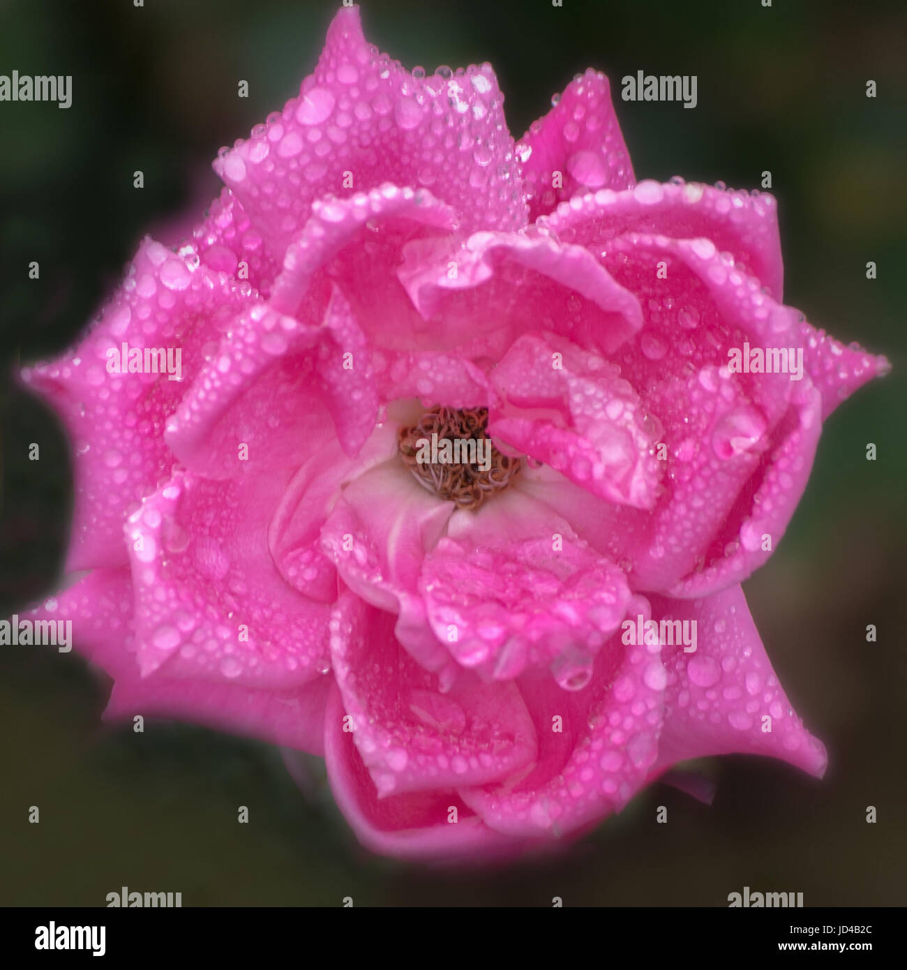 Pink Rose with dew close-up Stock Photo - Alamy